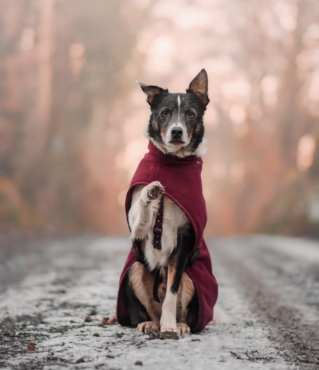 Dog Coat | Snug Fleece | jaegr | DOGWEAR